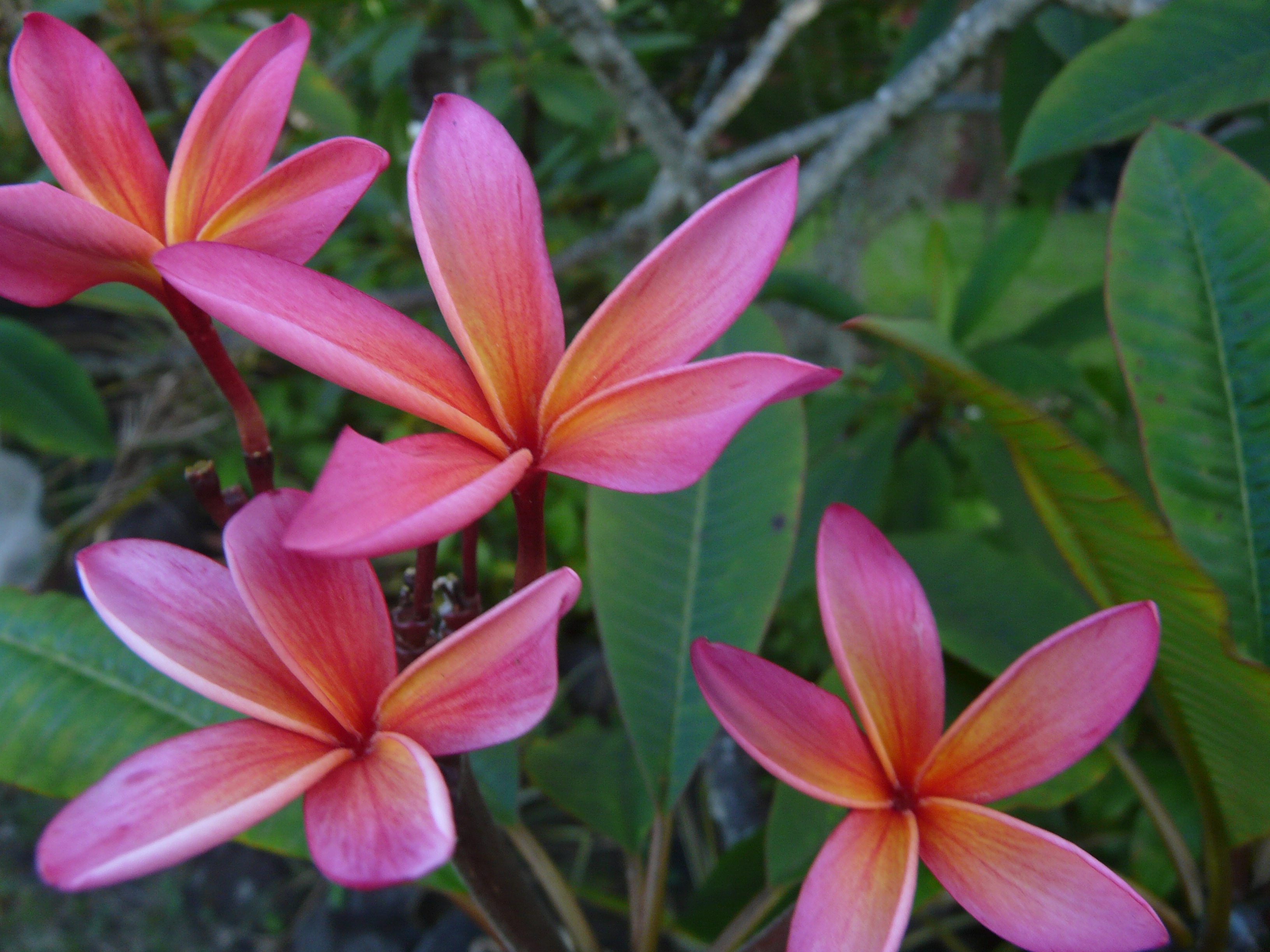 “plumeria” Massage Oil Bath And Body Oil Alohatherapy