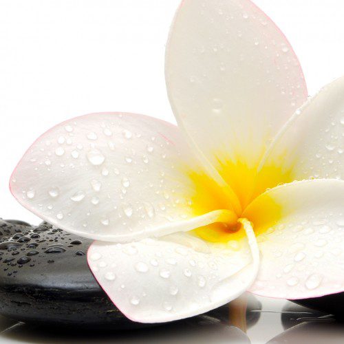 “plumeria” Massage Oil Bath And Body Oil Alohatherapy